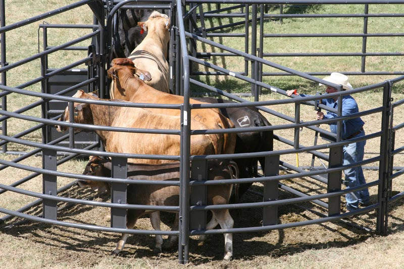 Sweep w/30' Adjustable Alley, Preg Panels, Block Gates & Load Gate ...