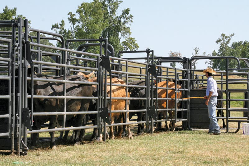 20' Alley w/Alley Stop & Preg Panels – Graham's Hay Sales