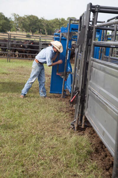 Adjustable Alley Frame w/Squeeze Chute Attachment – Graham's Hay Sales