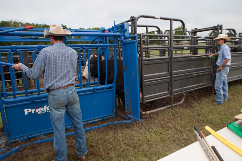 Sheeted Preg Panel w/Sorting Gate – Graham's Hay Sales