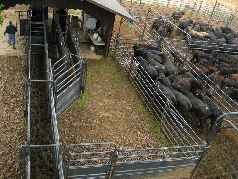 20' Sheeted Adjustable Alley w/Alley Gate & Preg Panels – Graham's Hay ...